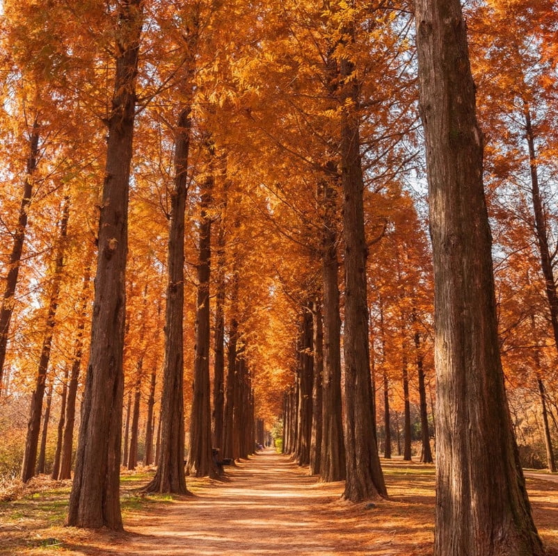 Dawn Redwood Tree Live Plant 7-12" Tall in Quart Pot- Grow Giant ...