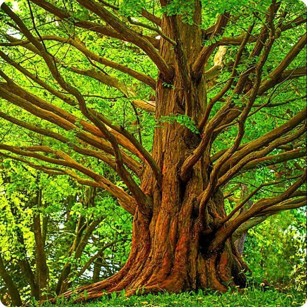 Dawn Redwood Tree Seedlings for Planting - Grow Giant Redwood Trees (3 ...