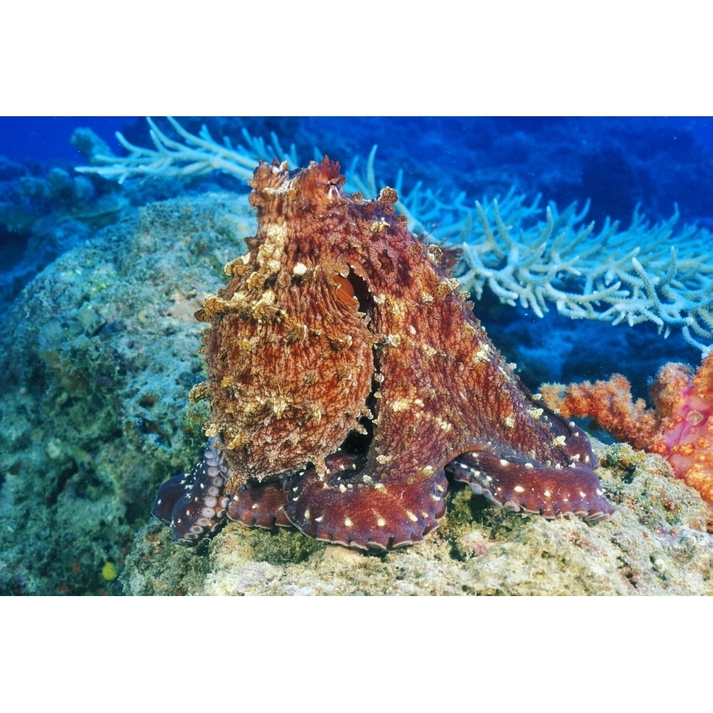 Day Octopus on coral; Fiji Poster Print - Walmart.com