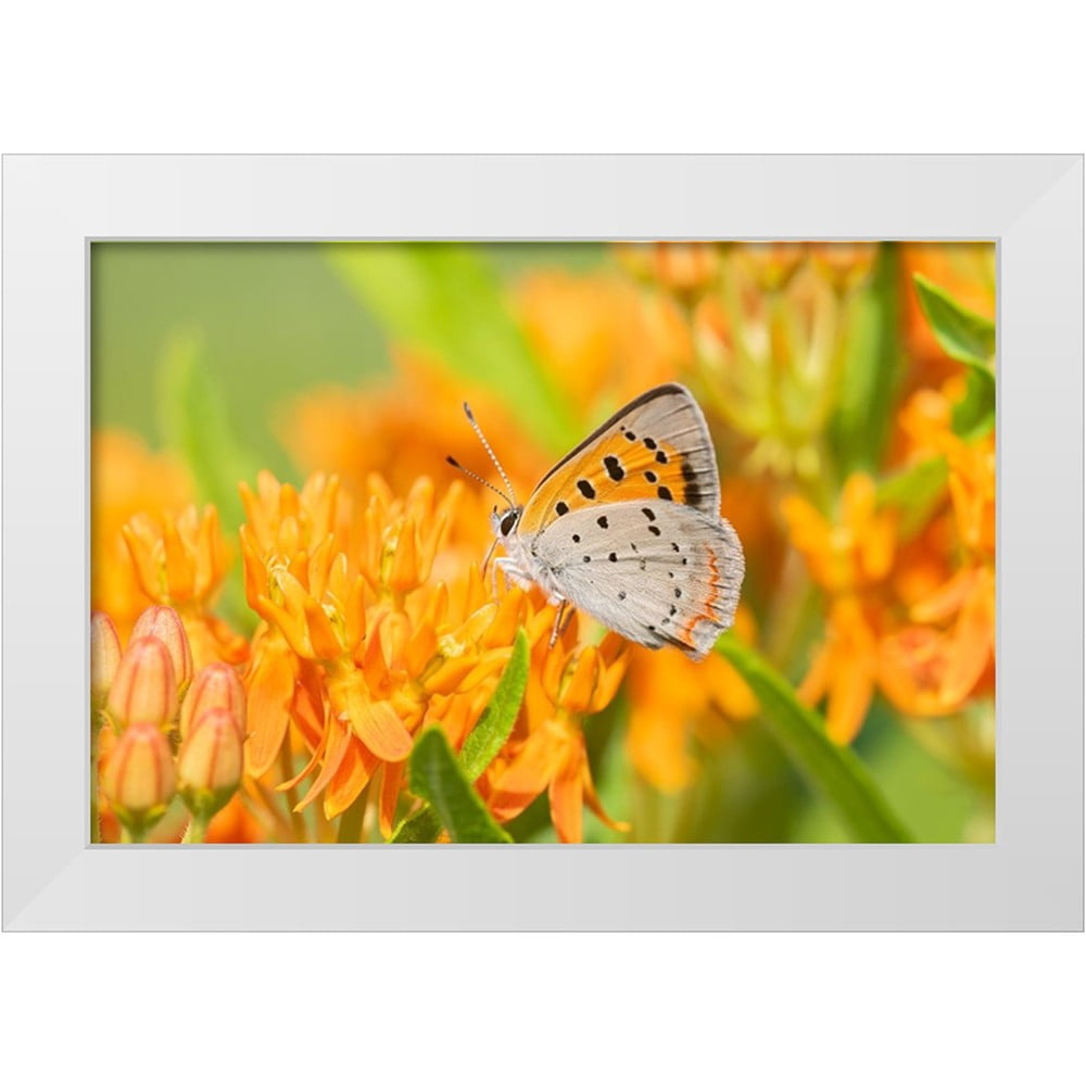 Day, Richard and Susan 18x13 White Modern Wood Framed Museum Art Print ...