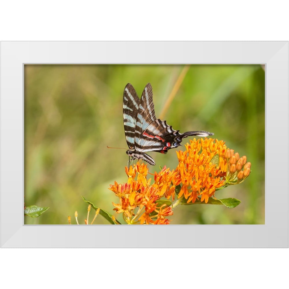 Day, Richard and Susan 24x17 White Modern Wood Framed Museum Art Print ...