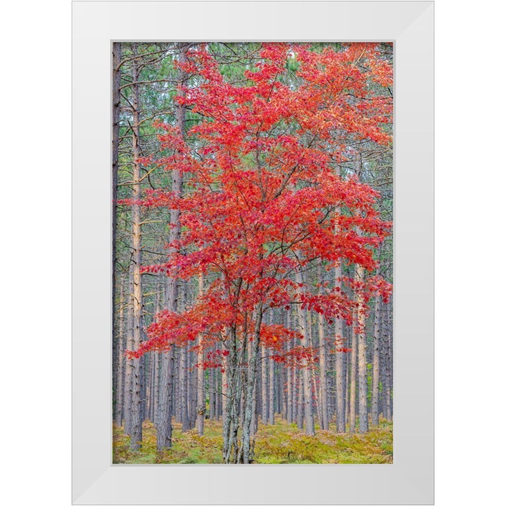 Day, Richard and Susan 17x24 White Modern Wood Framed Museum Art Print ...
