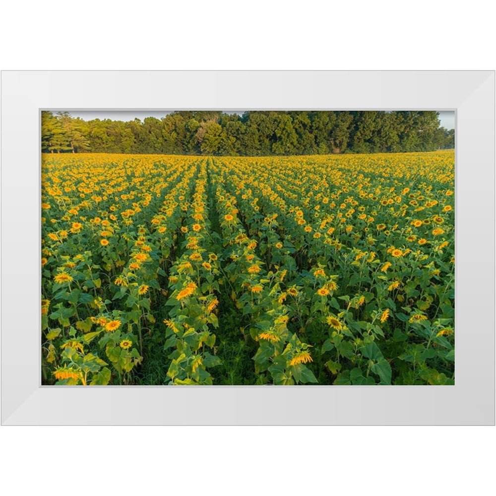 Day, Richard and Susan 32x23 White Modern Wood Framed Museum Art Print ...