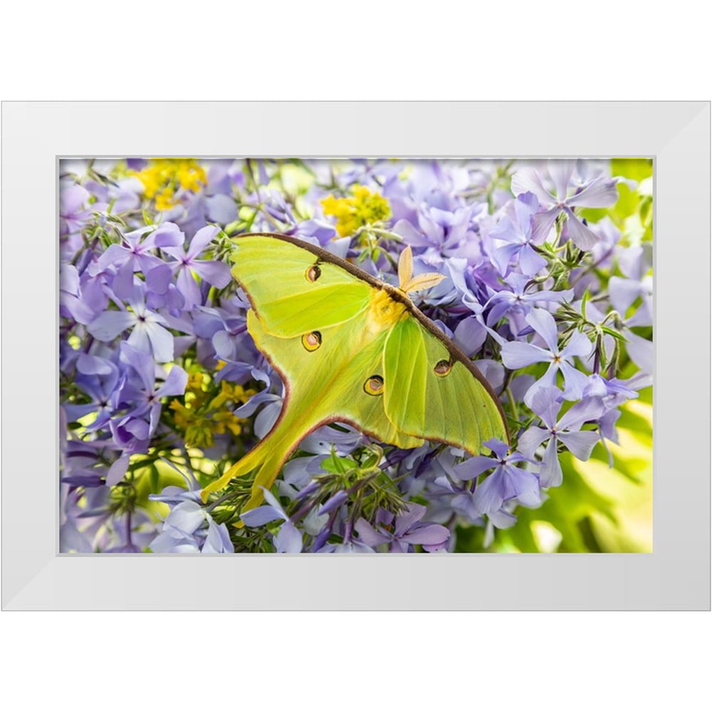 Day, Richard and Susan 32x23 White Modern Wood Framed Museum Art Print ...