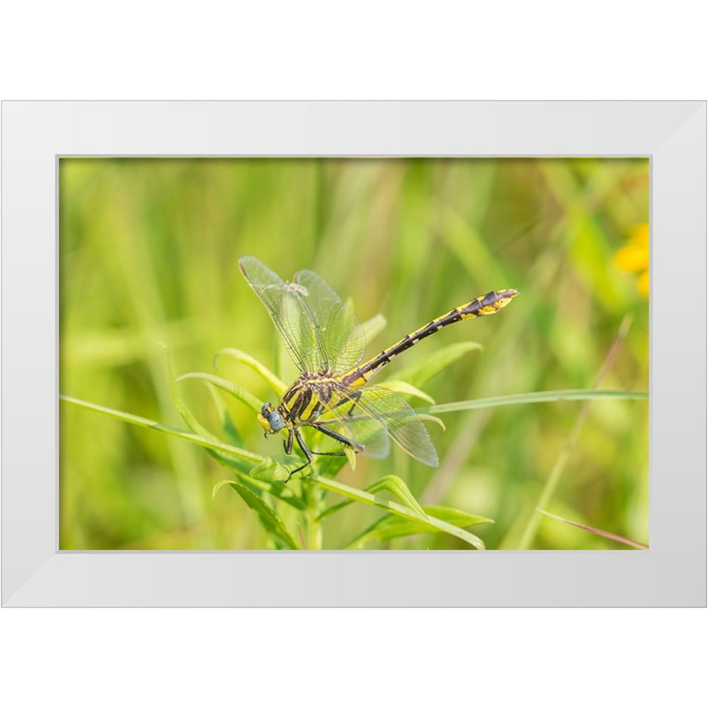 Day, Richard and Susan 32x23 White Modern Wood Framed Museum Art Print ...