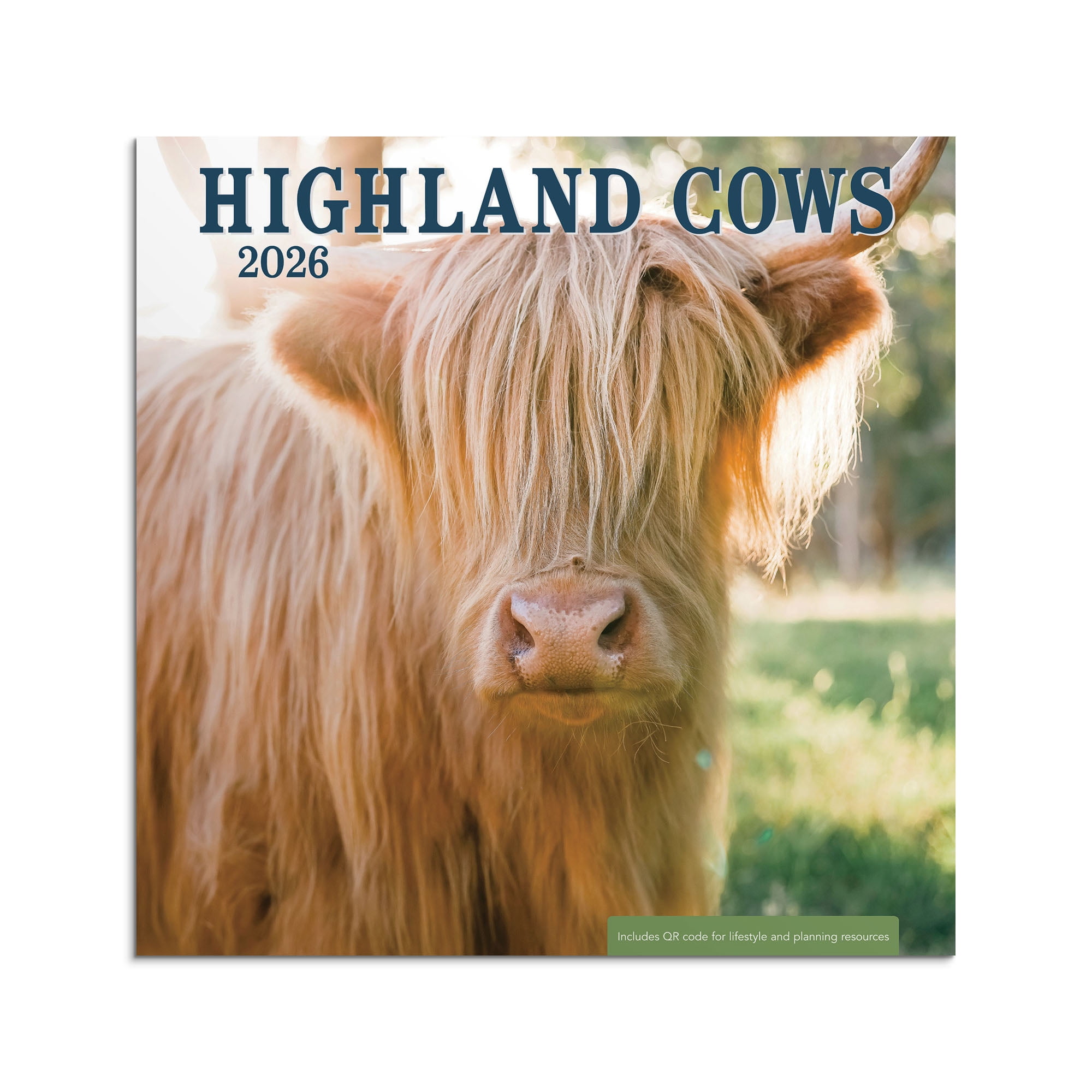 DaySpring Monthly Calendar (12"x12") Highland Cows 12 Month Jan 2026 ...