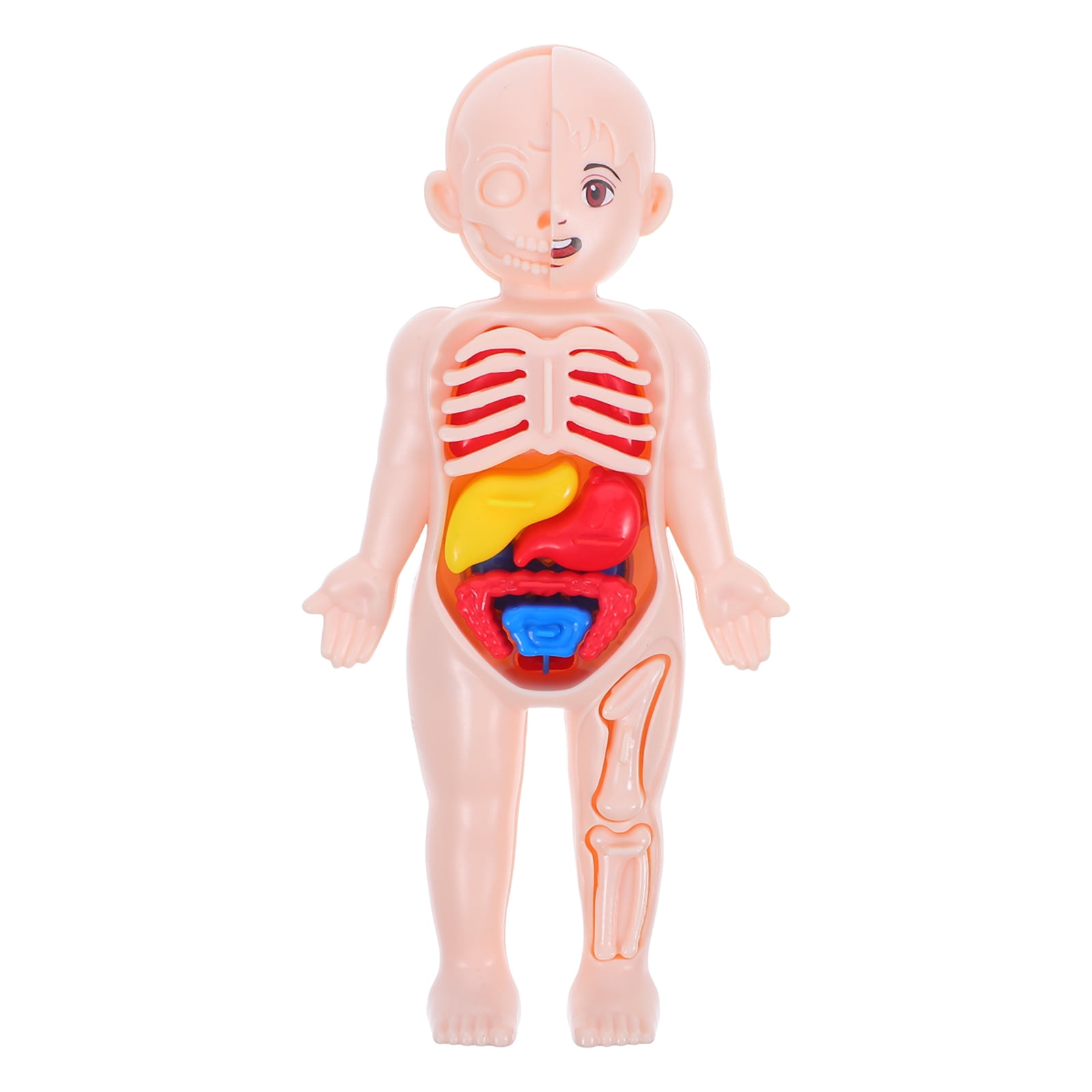 Dayesque Human Anatomy Body Model Kit for Children Educational Toy with ...