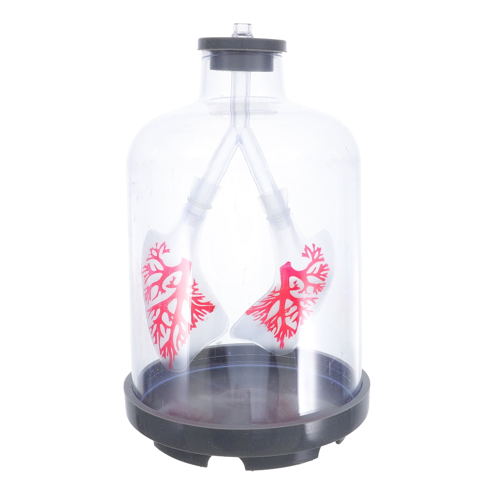 WEUVEB Lung Function Classroom Model Plastic Anatomy Assorted Color ...