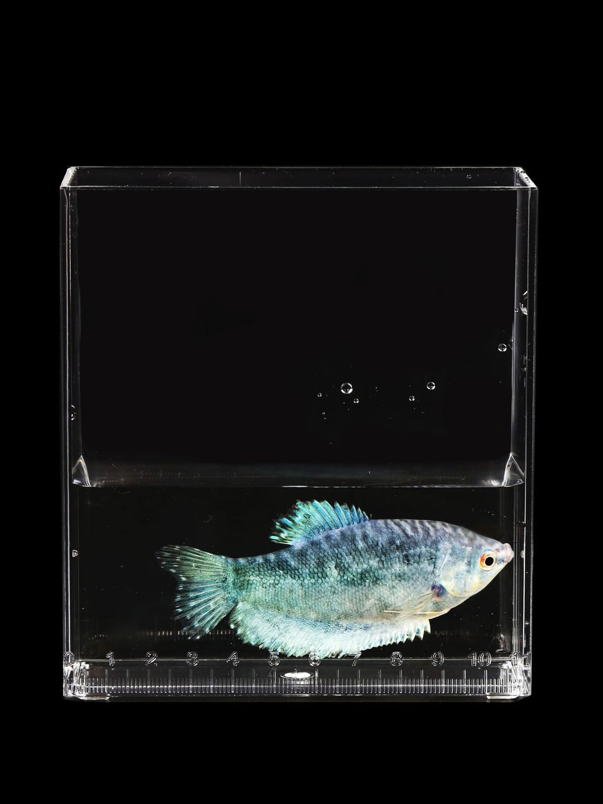 WEUVEB Small Fish Breeding Box Transparent Acrylic 1Pack - Walmart.com
