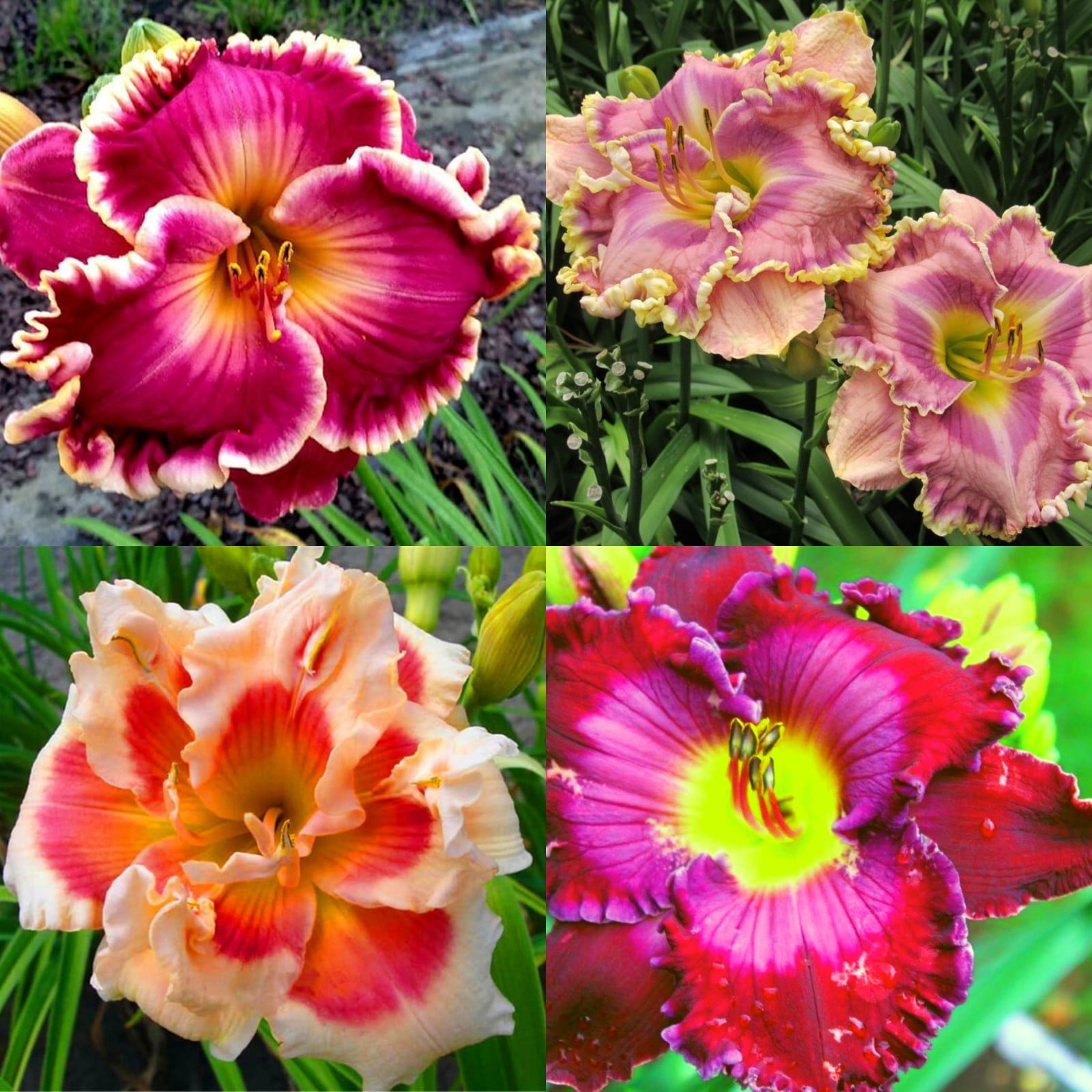 Daylilies Bulbs For Sale,Daylily Roots,Hemerocallis Fulva,Daylily Bulbs ...