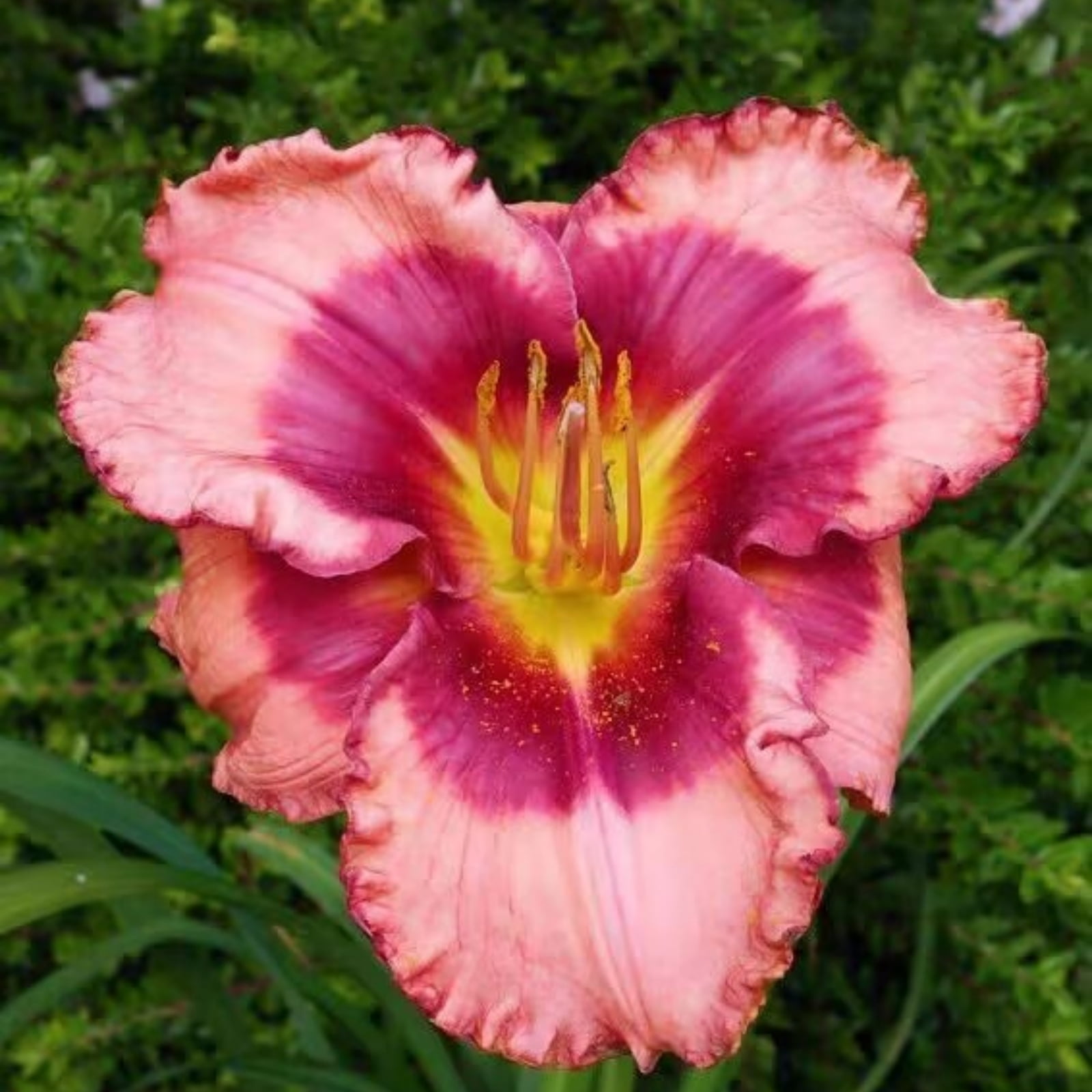 Daylilies, colorful flowers, suitable for garden planting - Walmart.com
