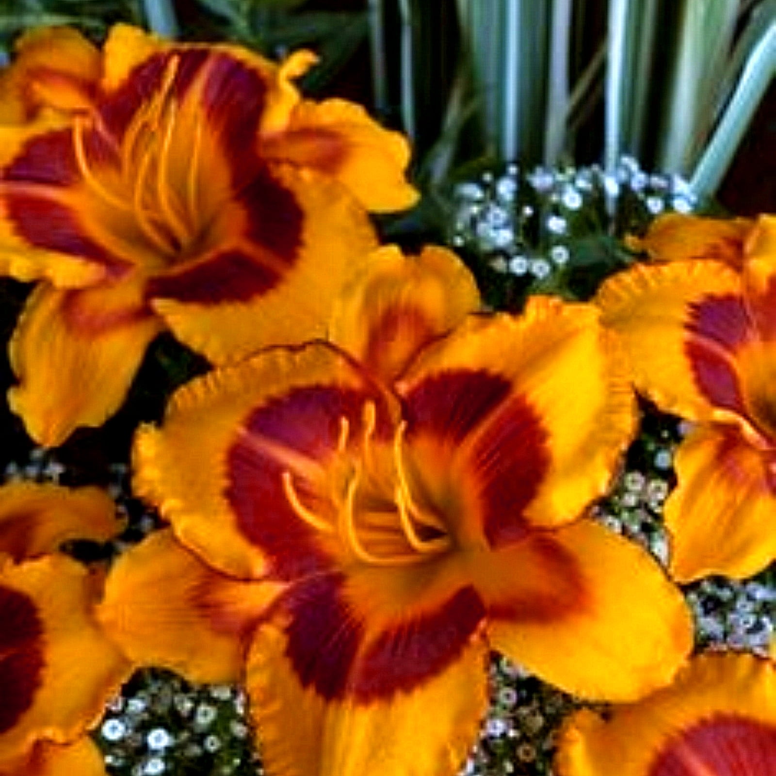 Daylilies for Landscape Design – Perfect for Edging, Borders, and ...