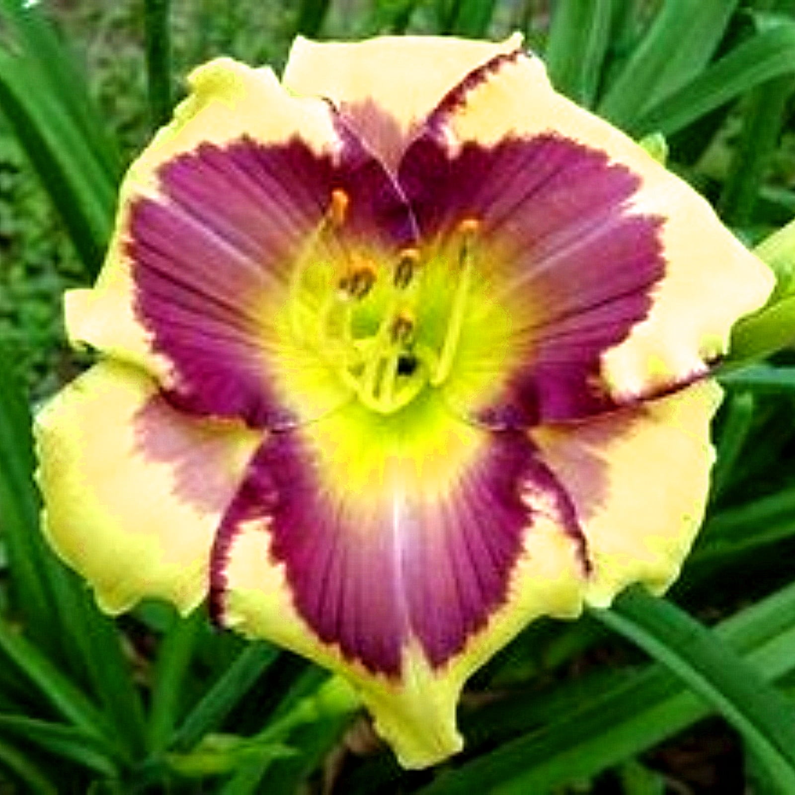 Daylilies for Landscape Design – Perfect for Edging, Borders, and ...