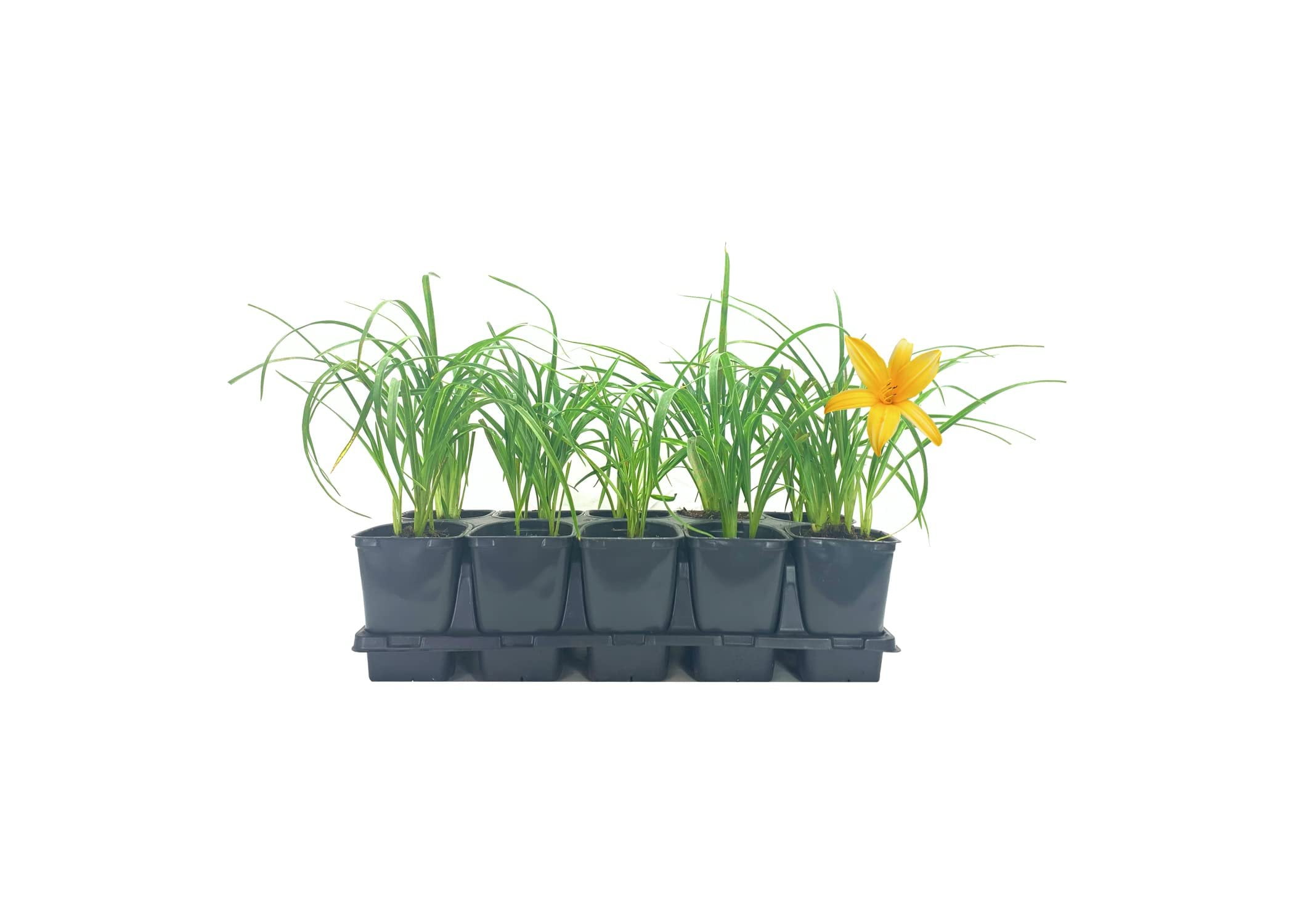 Daylily Aztec Gold 3 Live 4 Inch Pots Hemerocallis Plants Beautiful Low ...