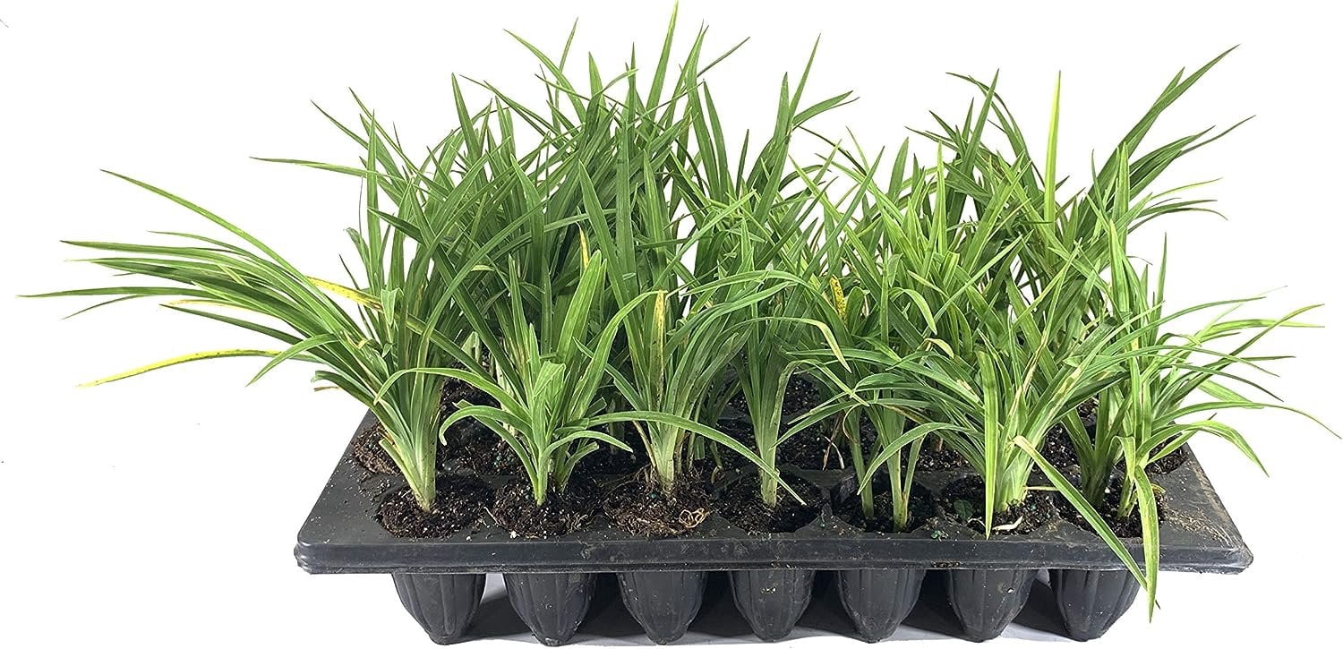 Daylily 'Aztec Gold' - 30 Live Plants - Hemerocallis Blooming Ground ...