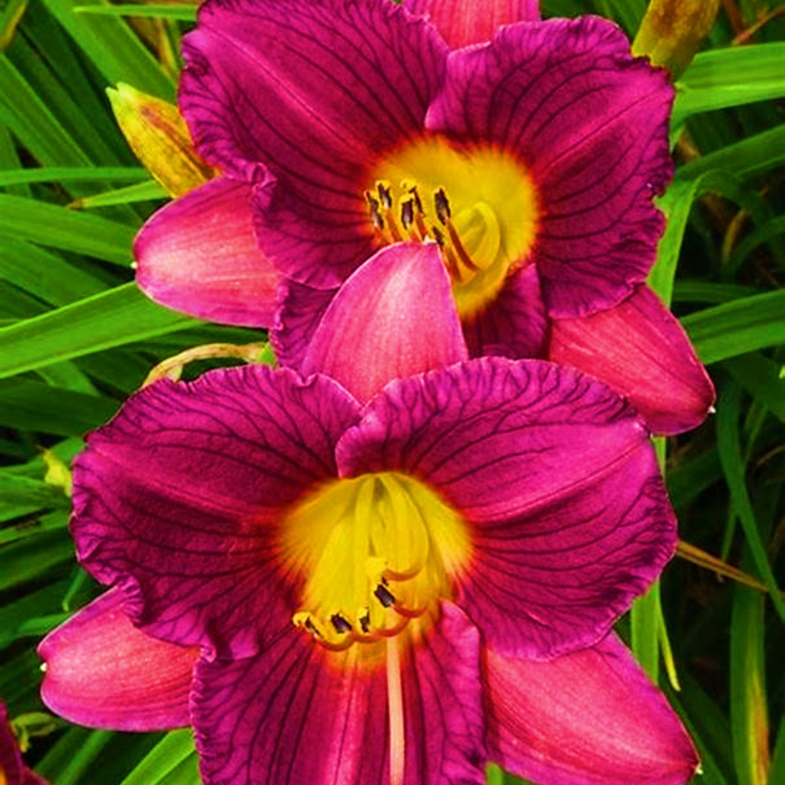Daylily Bulbs Bulk Daylily Plants Daylily Bulbs Daylily Roots Daylily ...