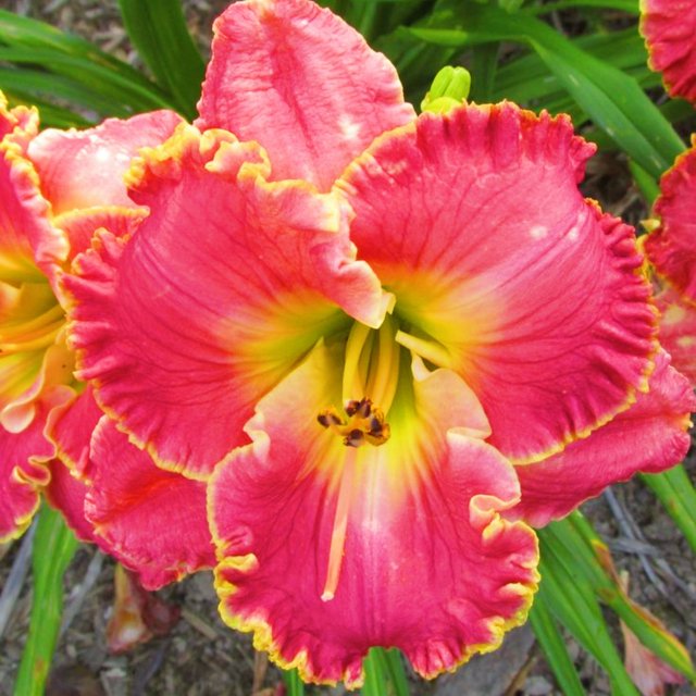 Daylily Bulbs Bulk Daylily Plants Daylily Bulbs Daylily Roots Daylily ...
