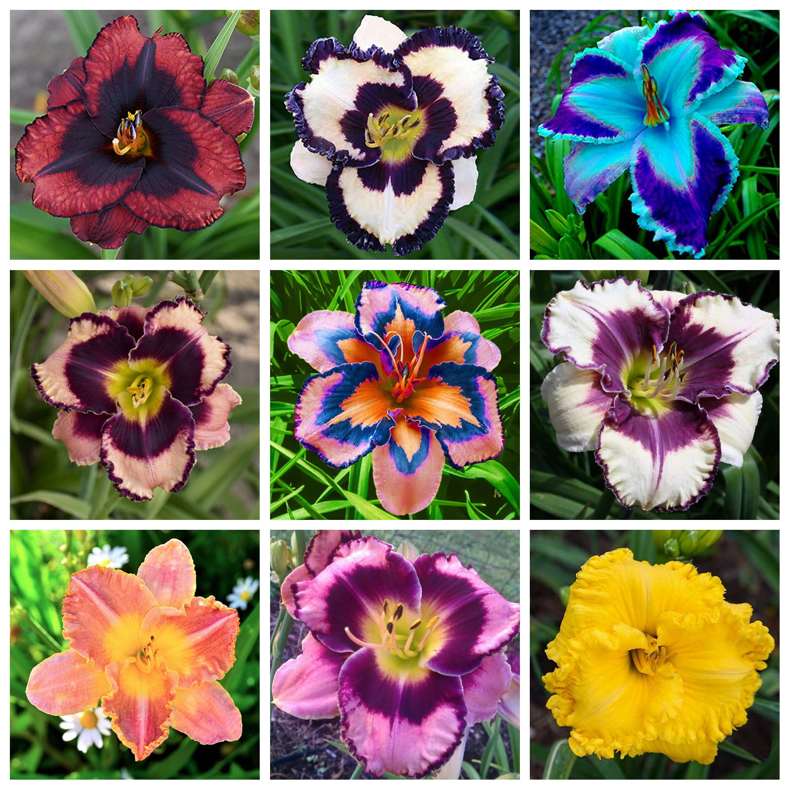 Daylily Bulbs, Cold-Resistant, Easy To Cultivate, Large Flowers ...
