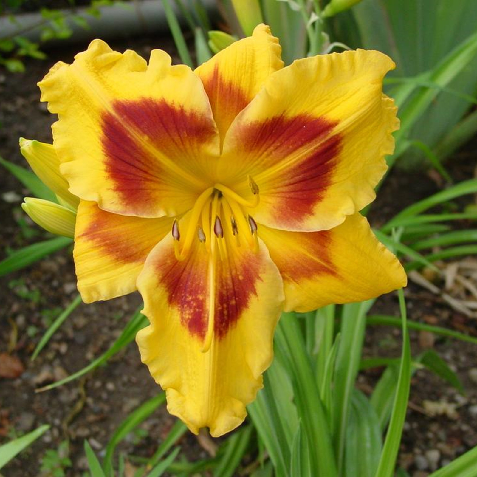 Daylily Bulbs,Cold-Resistant, Daylily Roots, Daylily Bulbs Reblooming ...