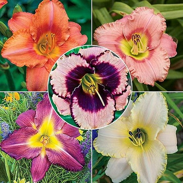 Daylily Bulbs, Daylilies ,Daylily Plant,Daylily Bulbs Reblooming, Wild ...