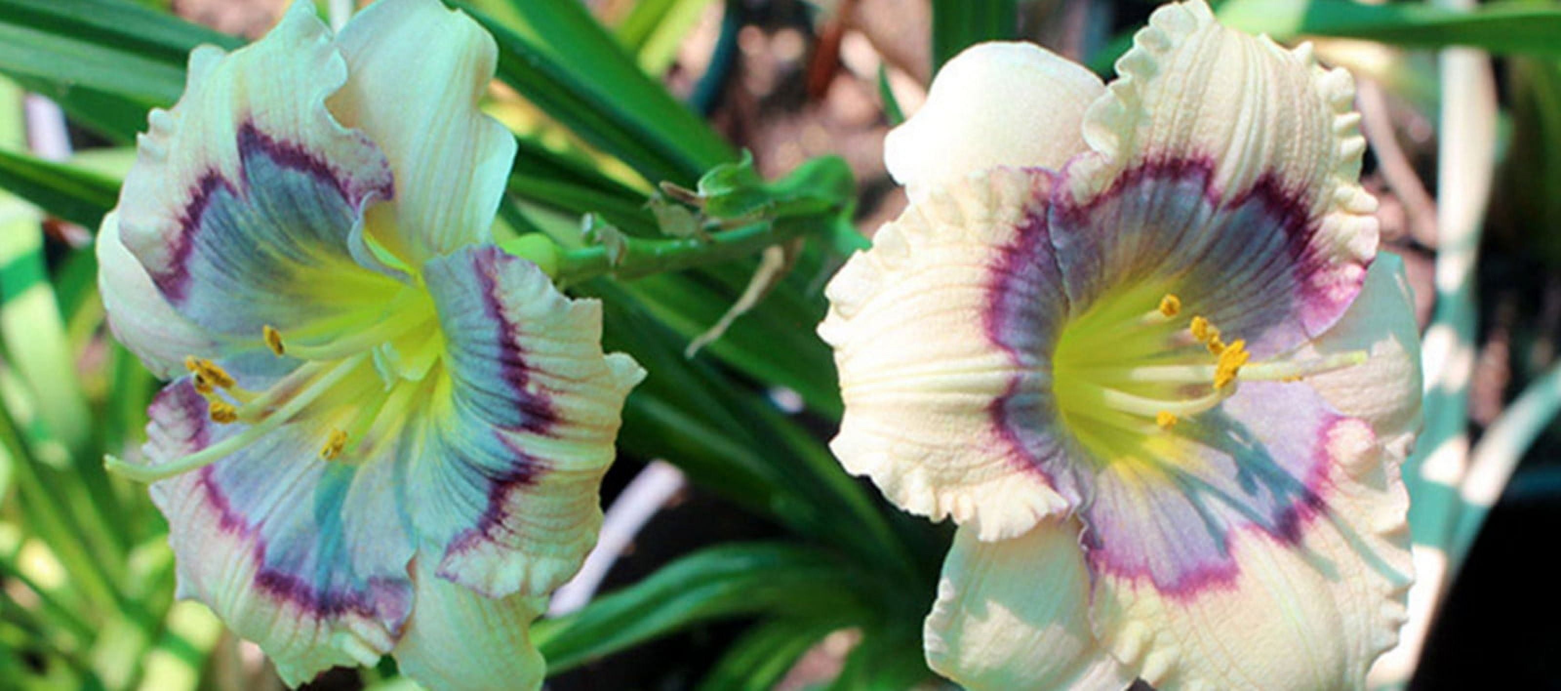 Daylily Bulbs, Daylilies ,Flower Pots,Daylily,Daylily Bulbs Reblooming ...