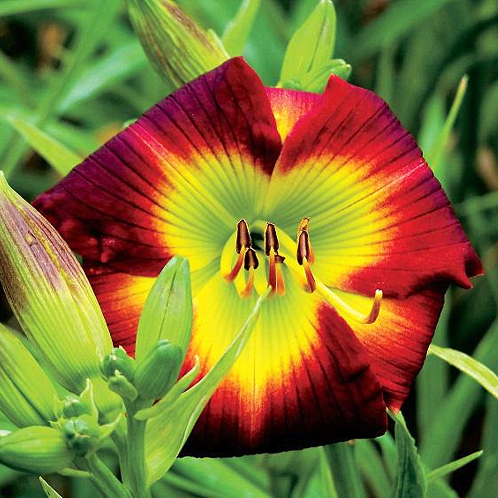 Daylily Bulbs, Daylilies, Perennial Bulb Plants, Daylily Roots，Daylily ...