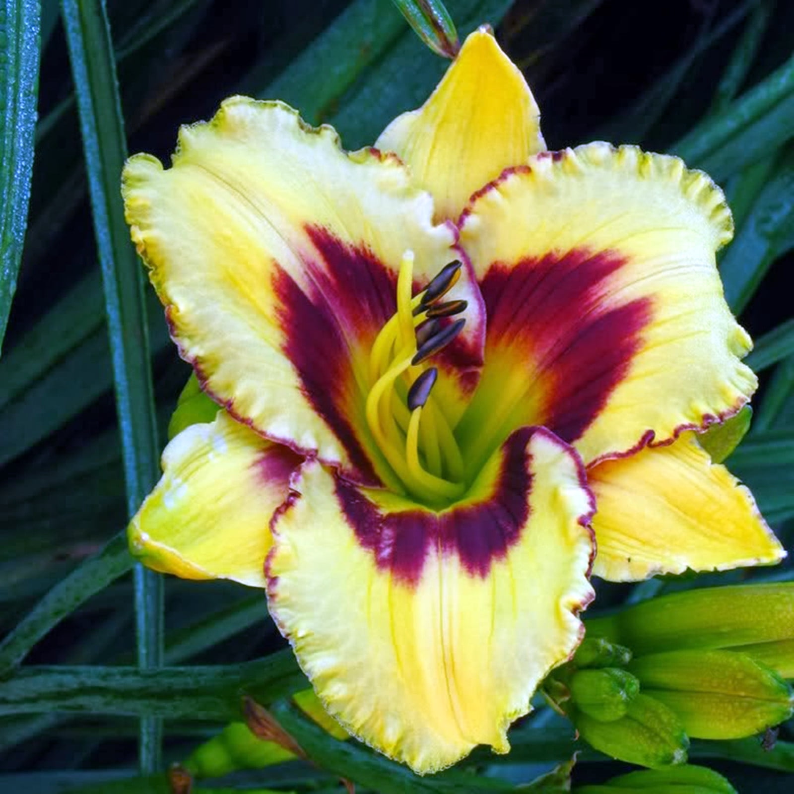 Daylily Bulbs, Daylilies, Perennial Bulb Plants, Daylily Roots，Daylily ...