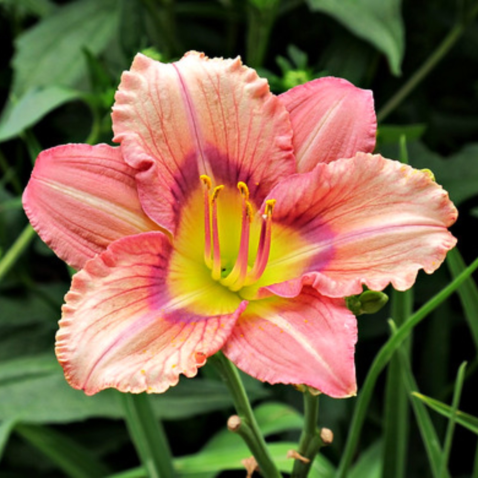 Daylily Bulbs Daylily Is Low Maintenance Daylily Is Cold Tolerant ...