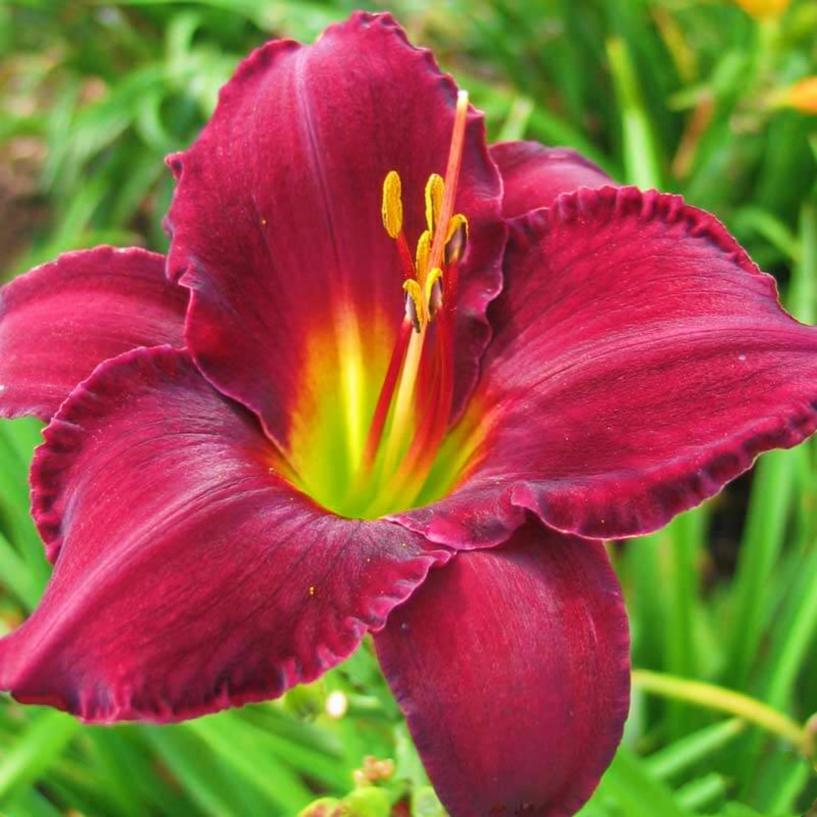 Daylily Bulbs Daylily Is Low Maintenance Daylily Is Vigorous and Grows ...