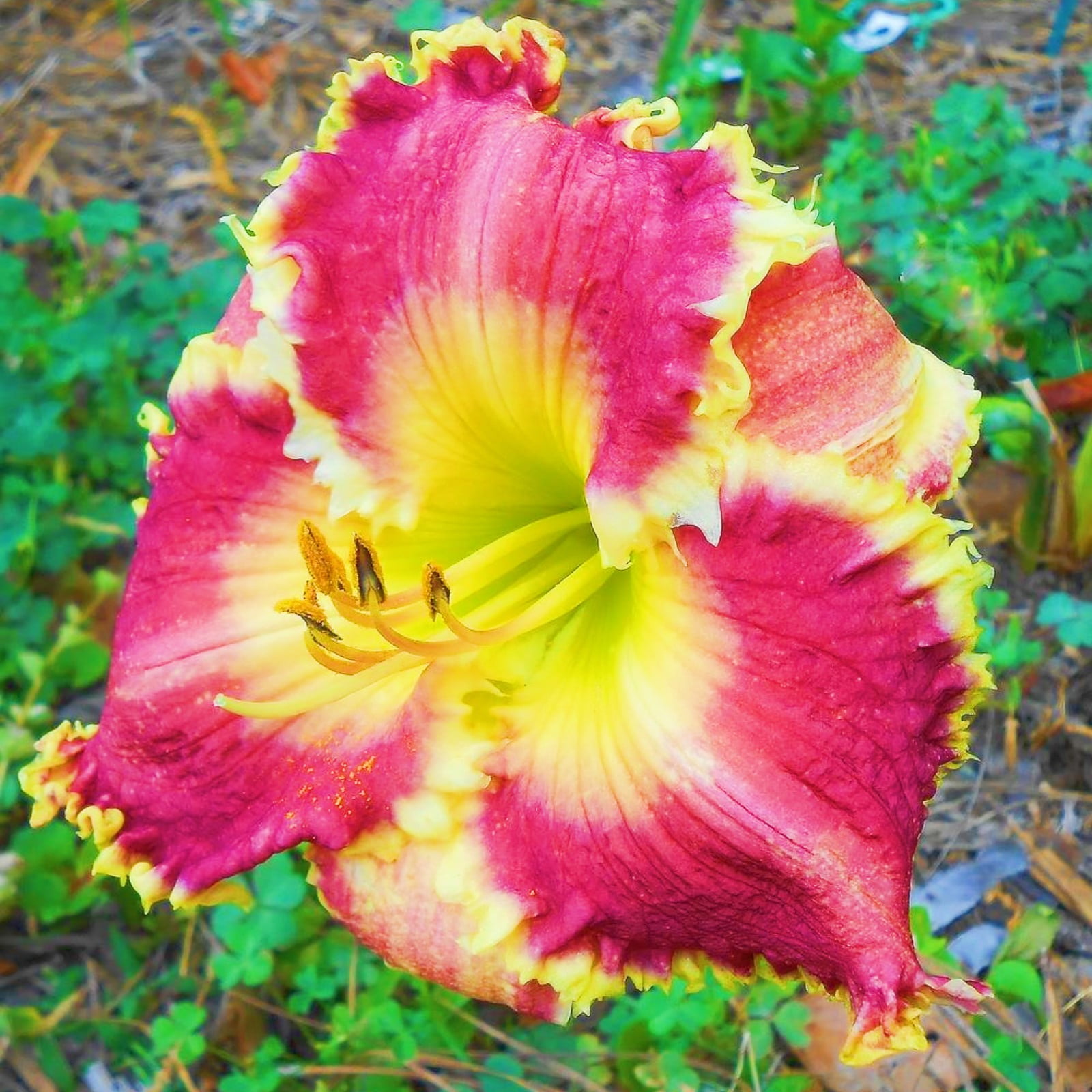 Daylily Bulbs Daylily Plants Daylily Bulbs For Sale Bloom Year After ...