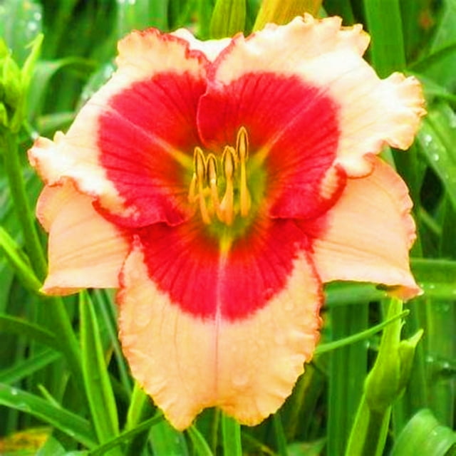 Daylily Bulbs For Planting Daylily Bulbs For Sale Daylily Bulbs Bulk ...