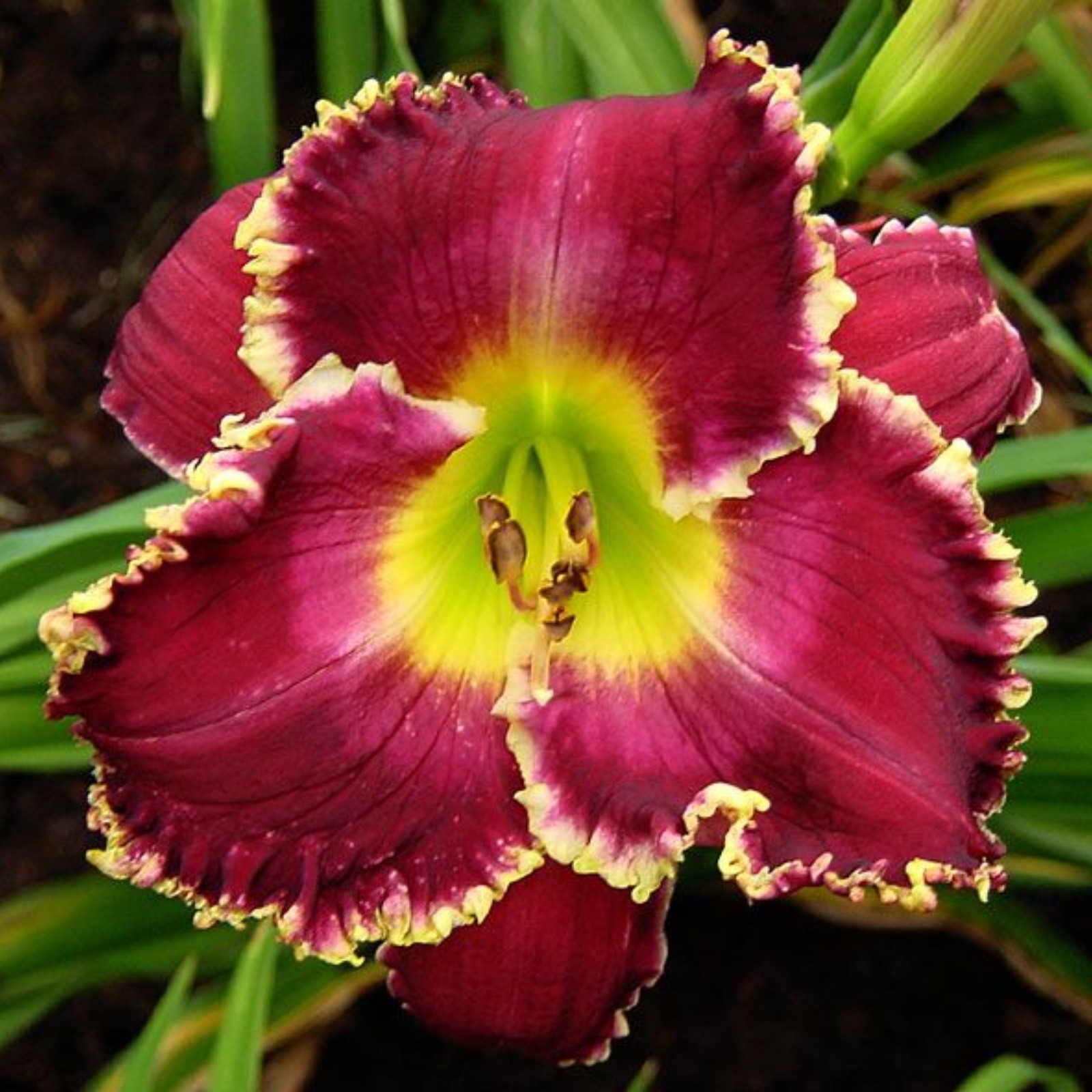 Daylily Bulbs For Planting Daylily Bulbs For Sale Daylily Tuber Daylily ...