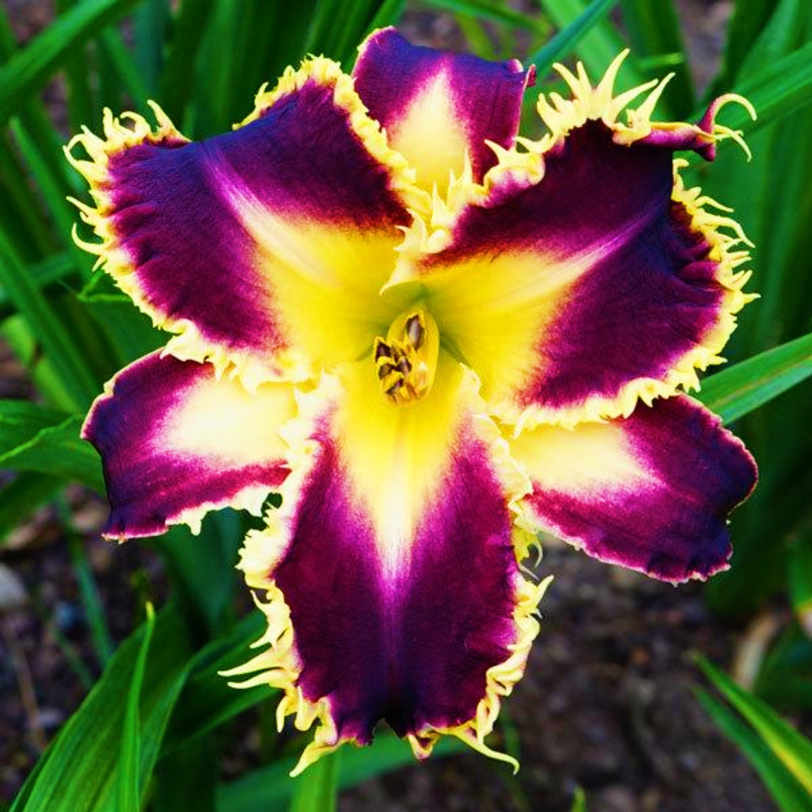 Daylily Bulbs For Sale Daylily Roots Daylily Plants Daylily Bulbs Bulk ...