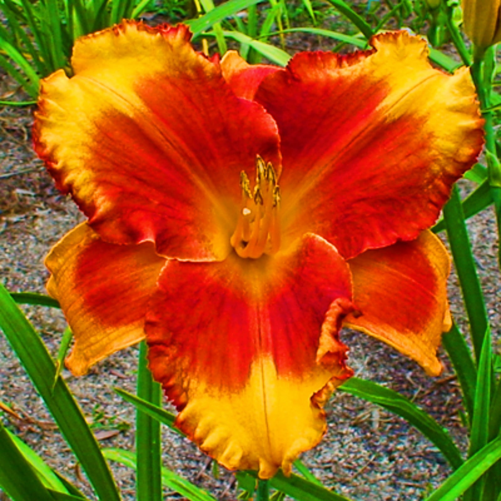 Daylily Bulbs For Sale Daylily Tuber Daylily Bulbs Bulk Daylily Plants ...