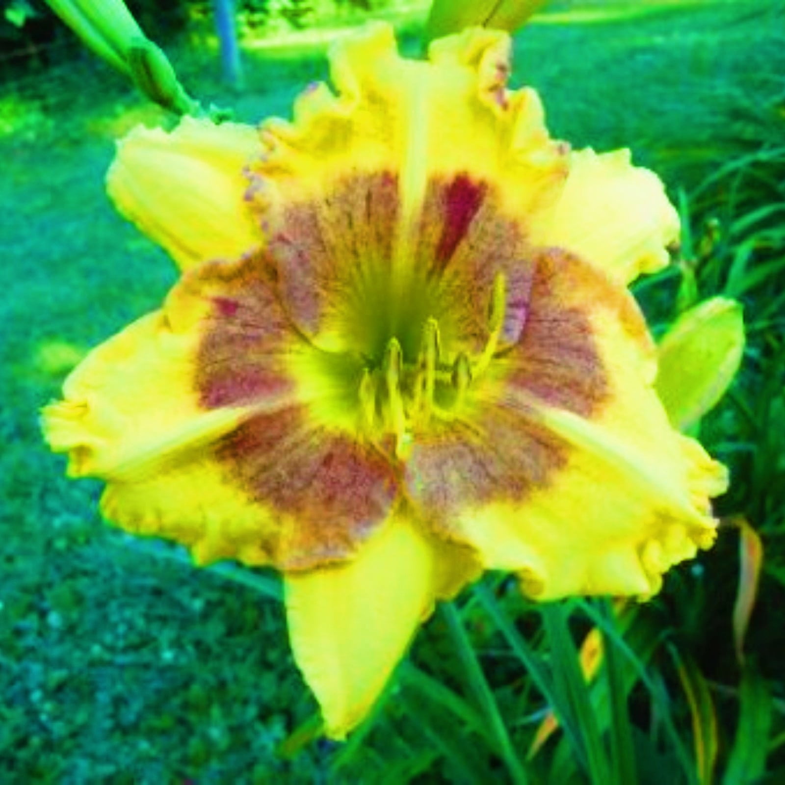 Daylily Bulbs - Grow Fast - Make Your Garden More Vibrant Daylily ...
