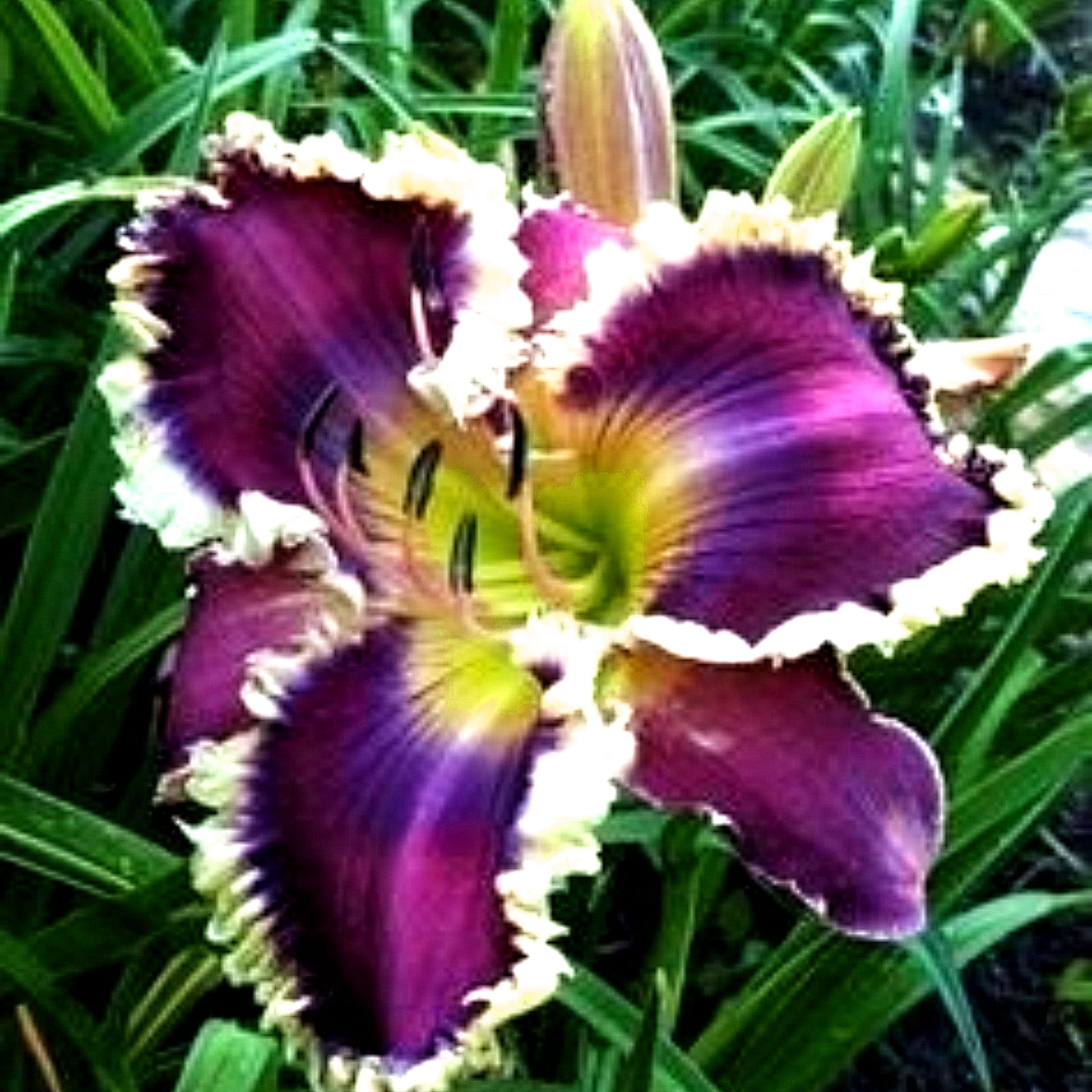 Daylily Bulbs (Hemerocallis) – Hardy Perennials for Instant Garden ...