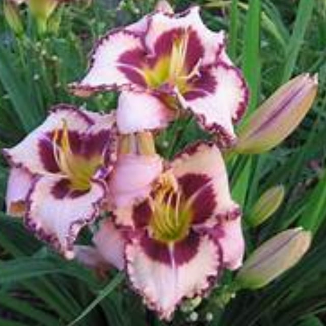 Daylily Bulbs Reblooming For Planting,Professional Planting ...