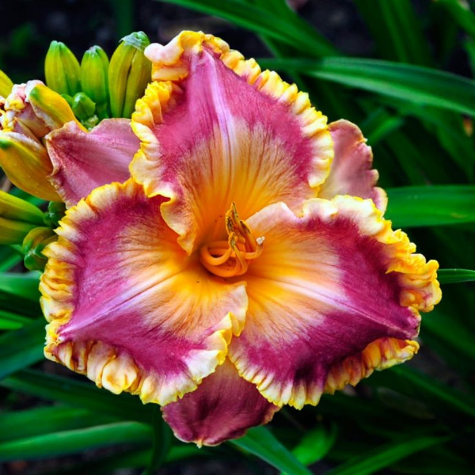 Daylily Bulbs, Suitable For Gardening, Perennial Garden, Surprise Holiday Decoration, Flower ...