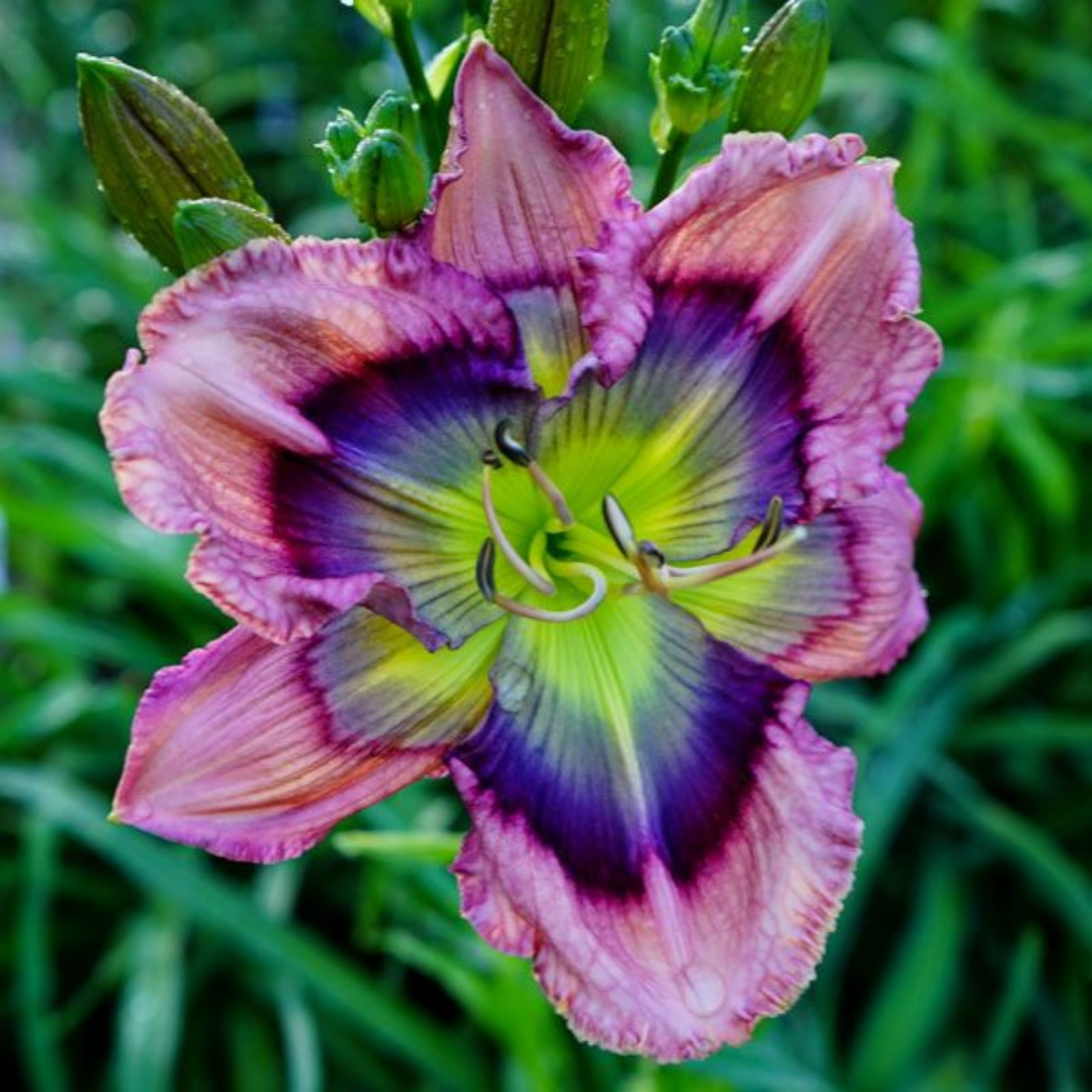 Daylily Bulbs, Suitable For Gardening, Professional Planting, Perennial Garden, Amazing Growth ...