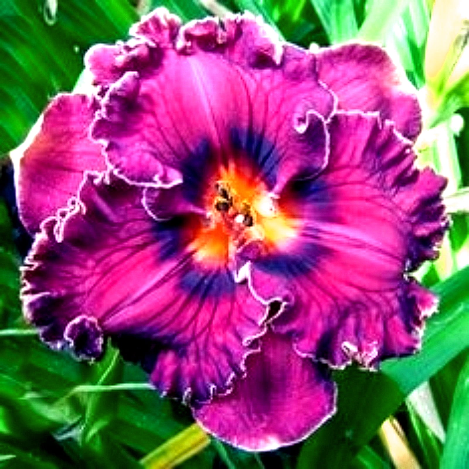 Daylily Collection – Mixed Color Varieties for Year-Round Garden ...