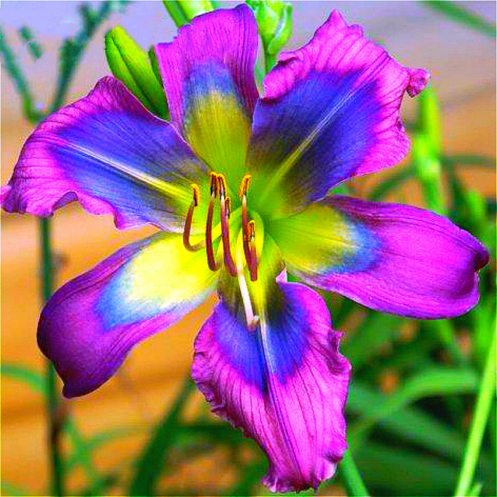 Daylily-/Daylily is beautiful and colorful/Decorating the garden ...