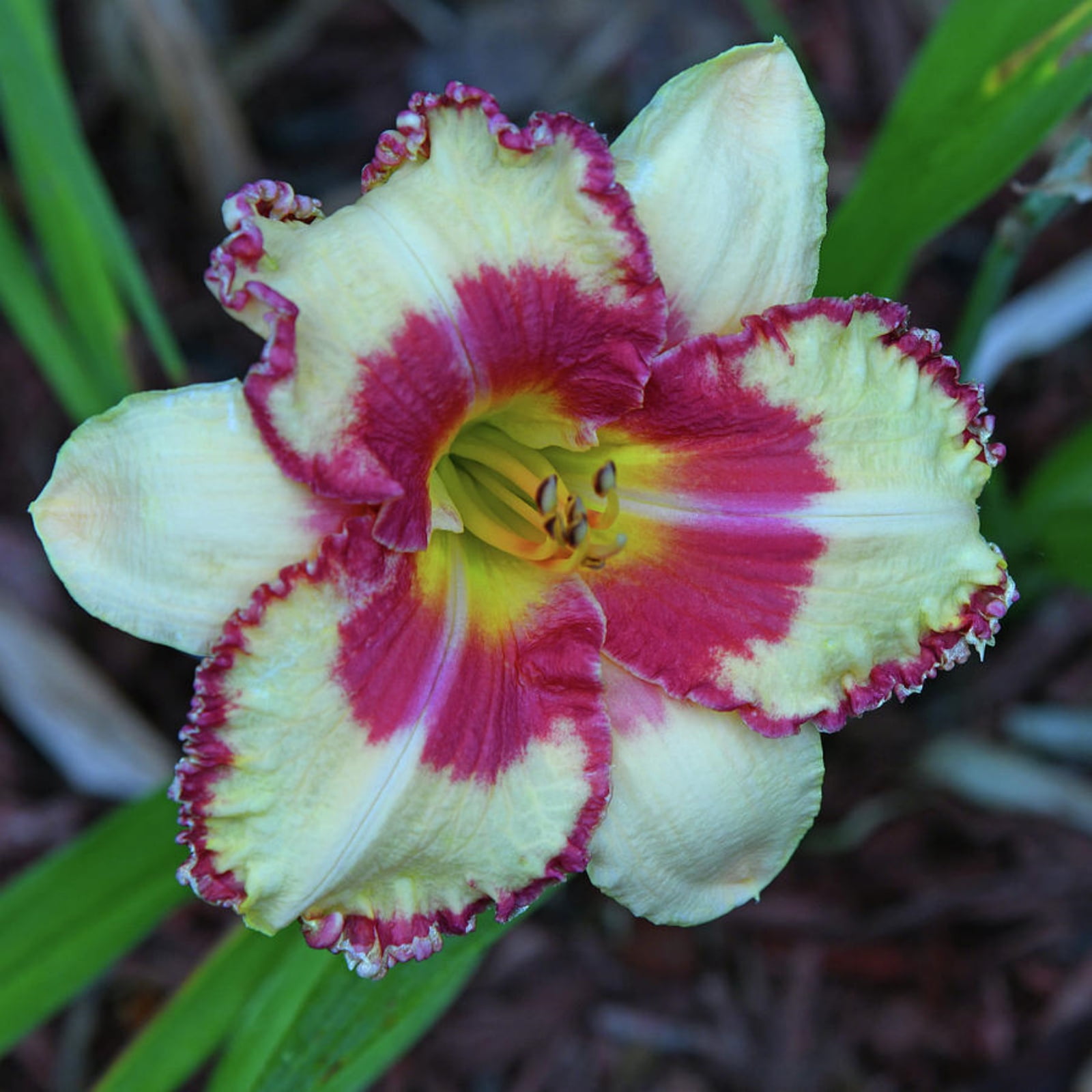 Daylily-/Daylily is beautiful and colorful/Decorating the garden ...