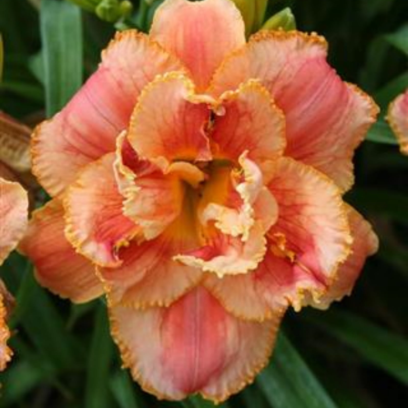 Daylily-/Daylily is beautiful and colorful/Decorating the garden ...