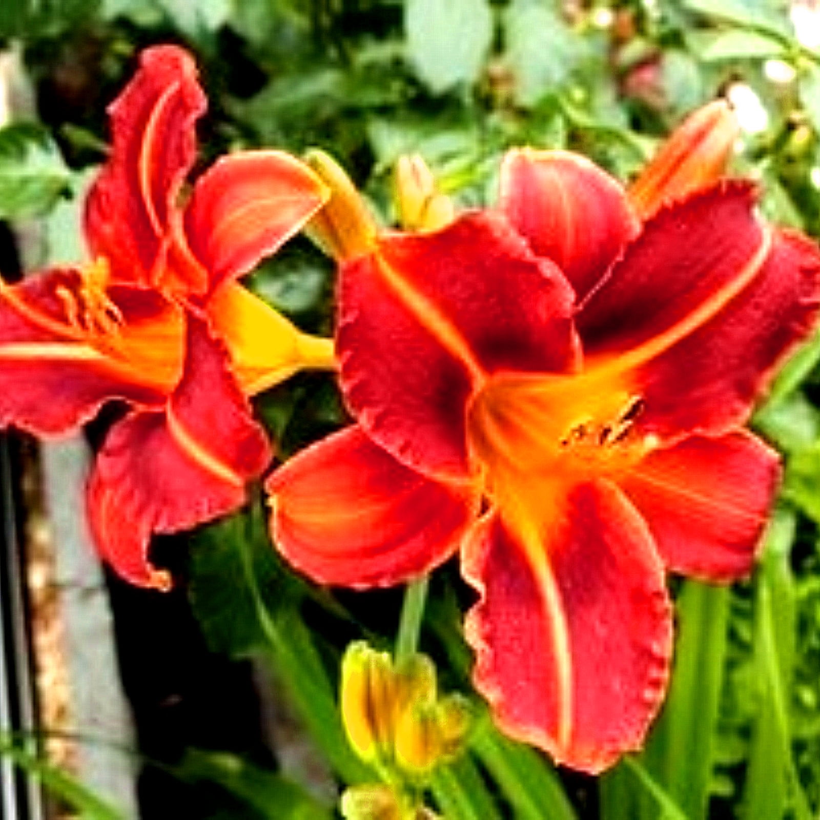 Daylily Flowering Plants (Hemerocallis) – Bright Seasonal Color for ...