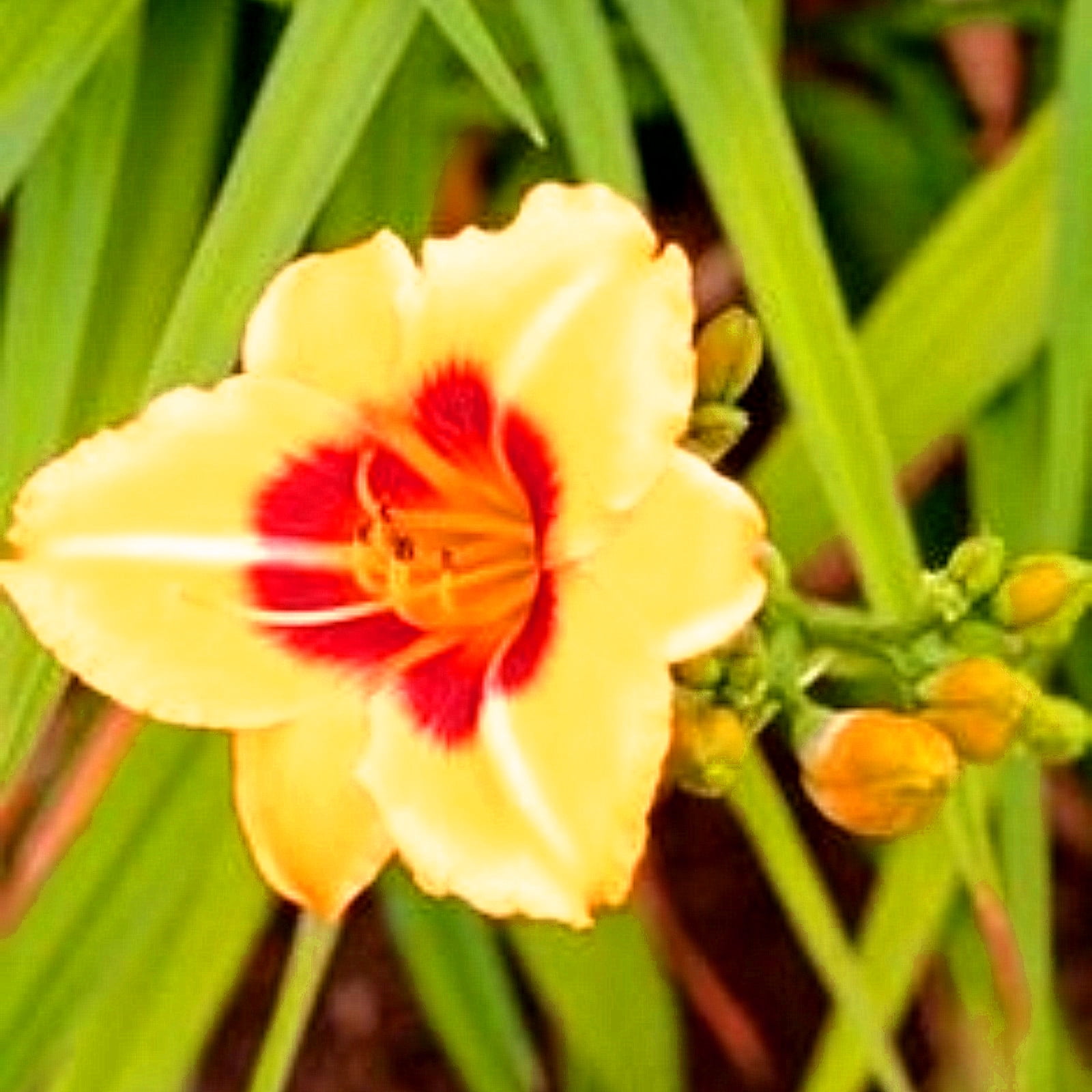 Daylily Flowering Plants (Hemerocallis) – Bright Seasonal Color for ...