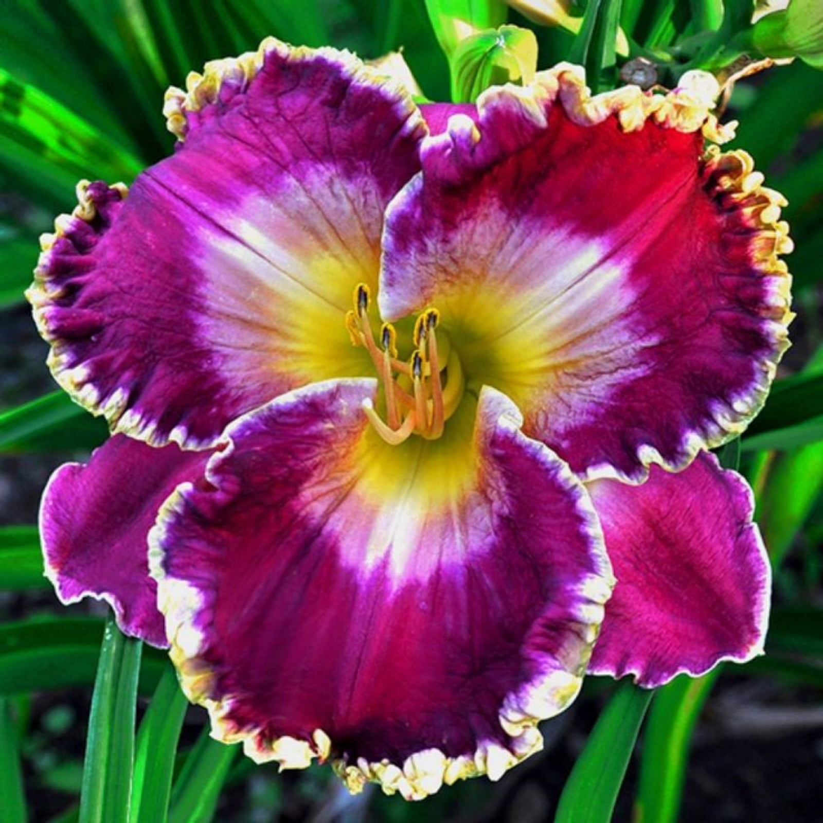 Daylily - Garden Elegance Decoration - Perfect for Borders - Striking ...