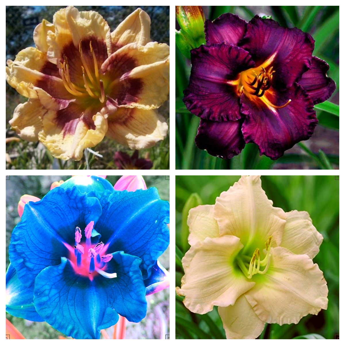 Daylily Garden Perennial Planting Potted Planting Ornaments for ...