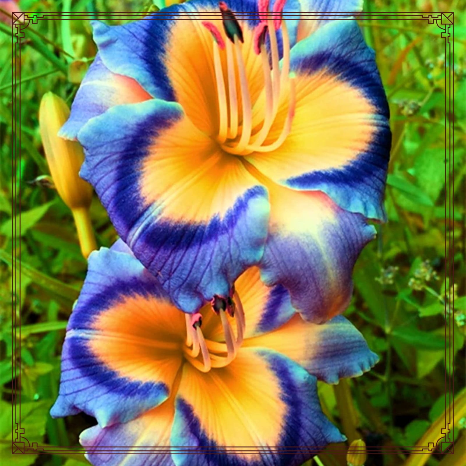 Daylily Garden Perennial Planting Potted Planting Ornaments for ...