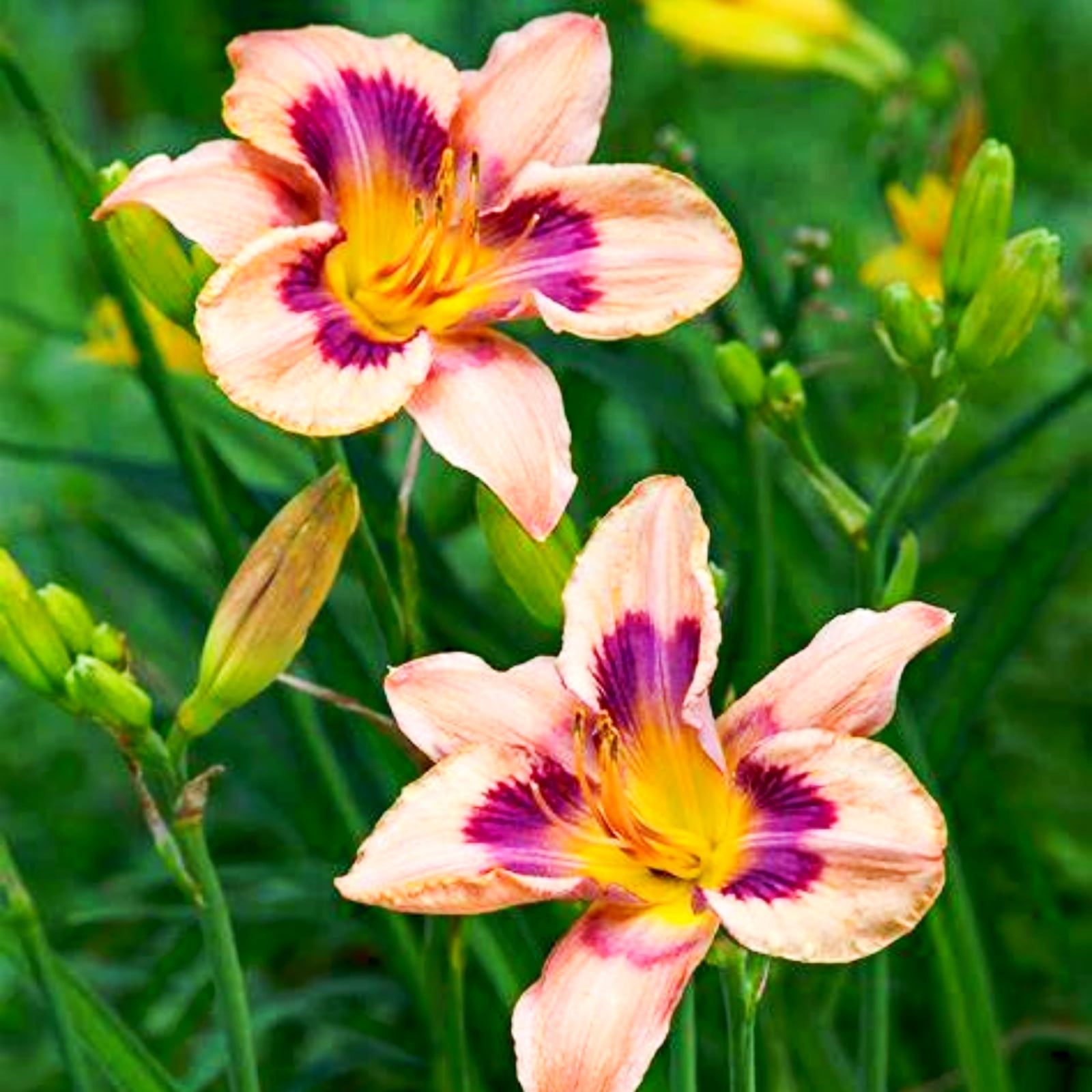 Daylily,Garden decoration-Easy Planting - Walmart.com