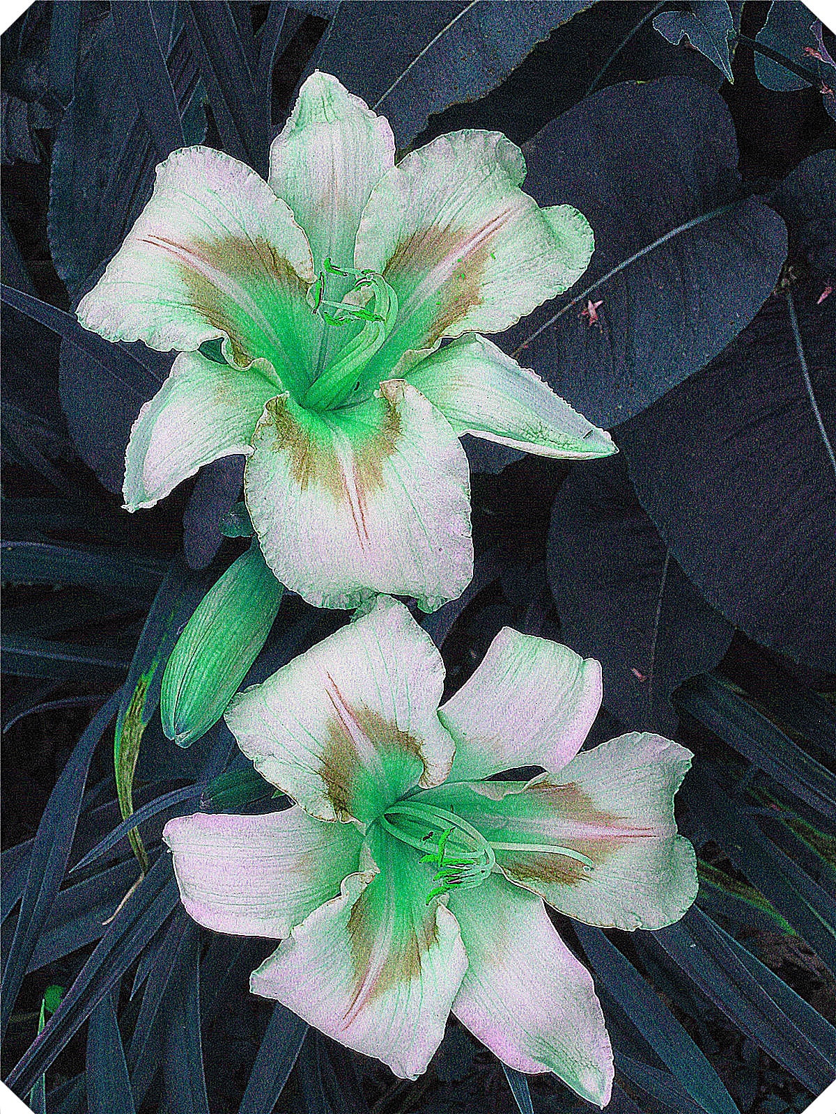Daylily，Graceful Gift Ready(Daylily for Planting),Reblooming Year After ...